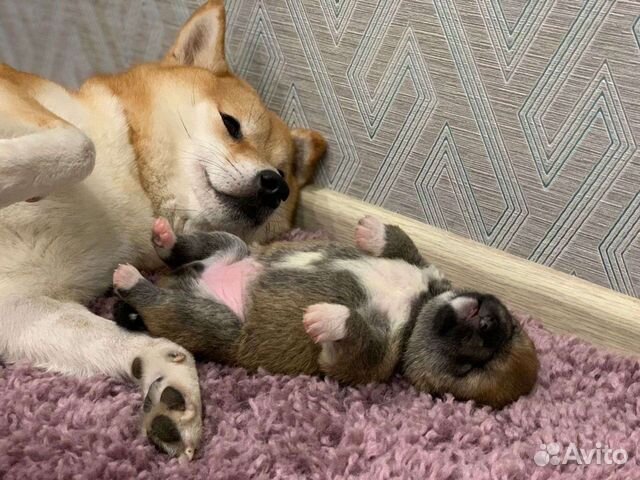Щенки Сиба Шиба Ину
