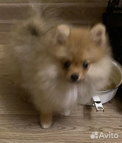 Девочка щпица