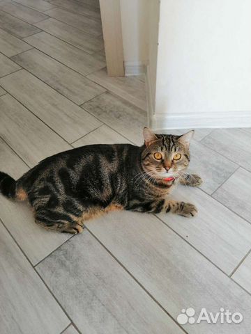 Потерялся кот