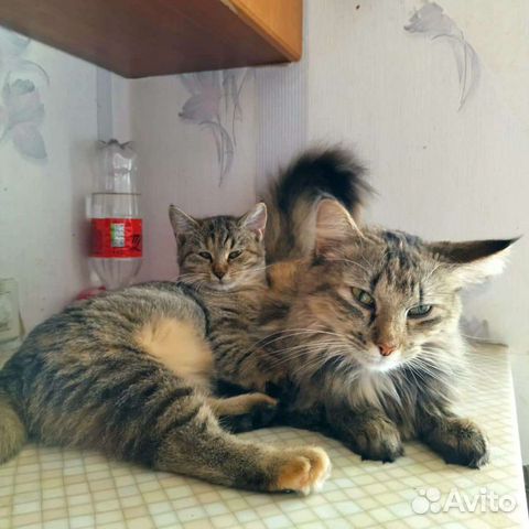 Мэри и Ириска