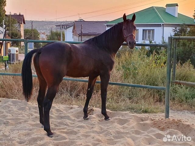 Продаётся скаковая лошадь