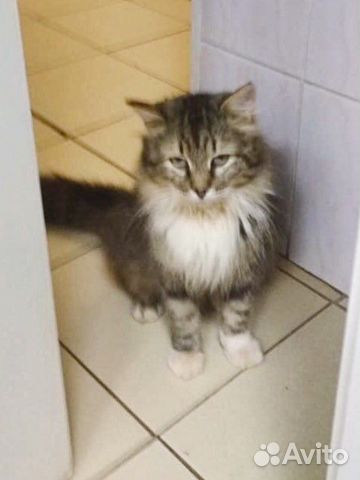 Коту некуда идти