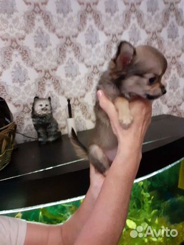 Щенки чихуа хуа