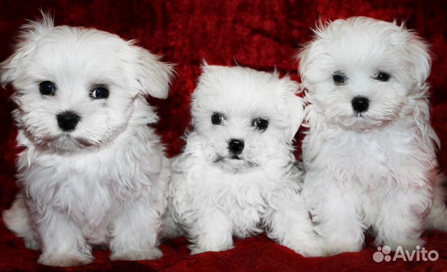 Девочки мальтезе