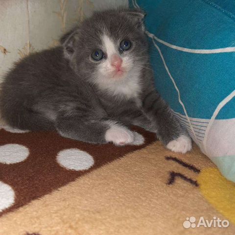 Шотландская вислоухая