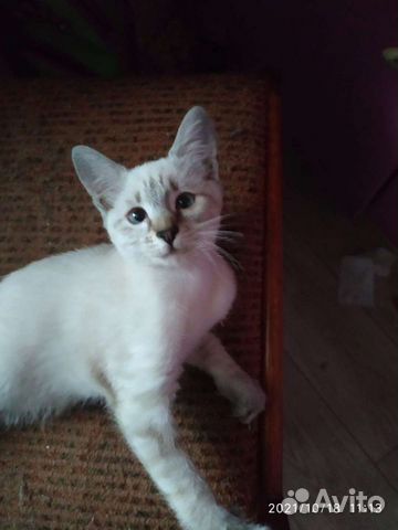 Невская маскарадная котенок