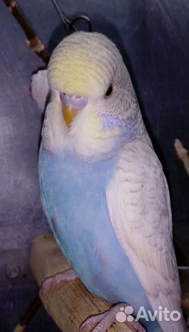 Птенчик, ввп, чех