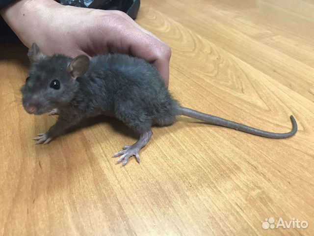 Декоративная крыса