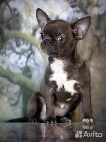 Щенки чихуахуа мини