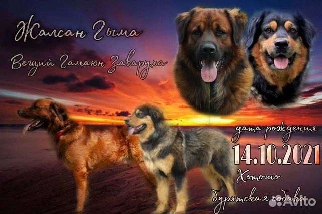 Хотошо Бурятская собака, щенки