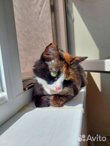 Молоденькая кошечка