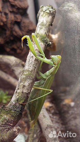 Богомол зелёный