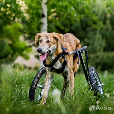 Чудесный спинальник Тайлер в добрые руки