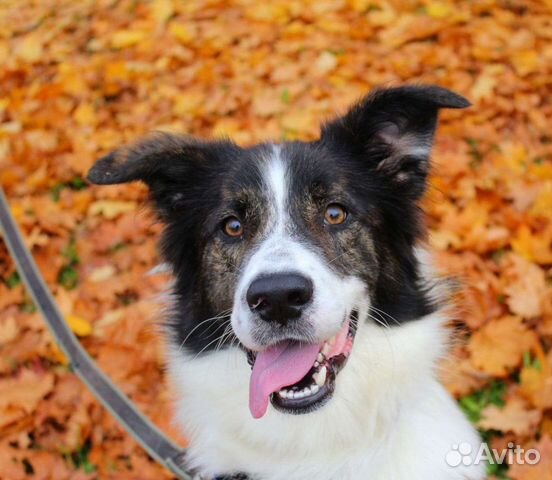 Молодой пес Бим в дар
