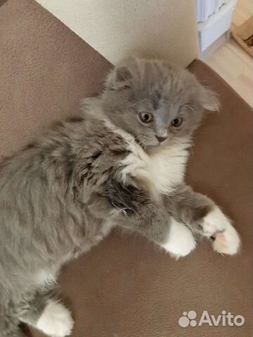 Вислоухие котята