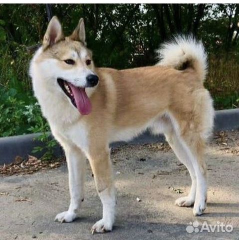 Лайка Зарадно Сибирская зсл