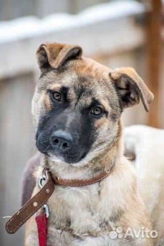 Щенок (помесь)