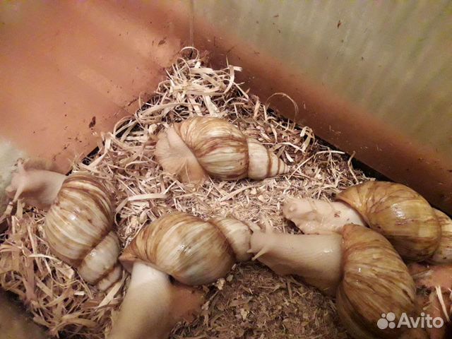 Улитки ахатины