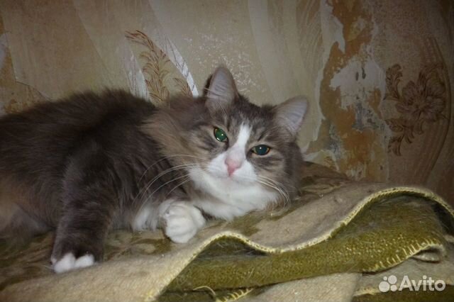 Молодой очаровательный Пусик - в надежные руки