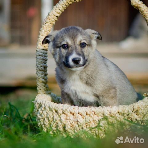 Щеночек Митч 2 месяца в дар
