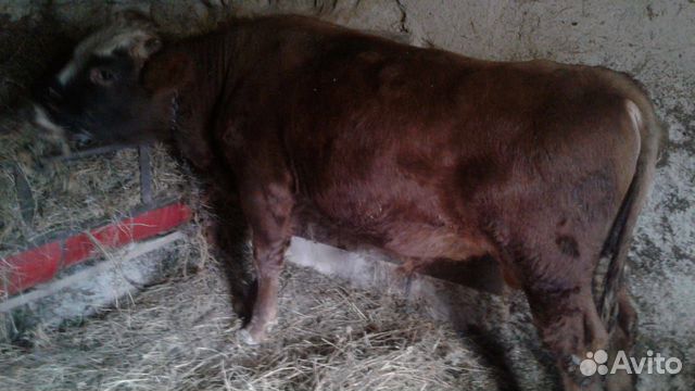Продаю бычков
