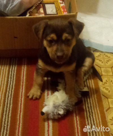 Отдам бесплатно щенка