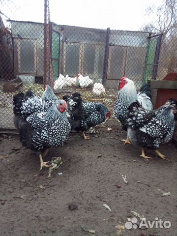 Инкубационное яйцо (Виандот, 5 окрасов)