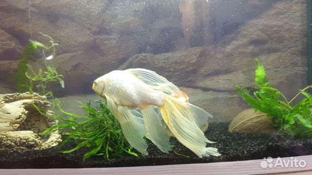 Комета вуаль