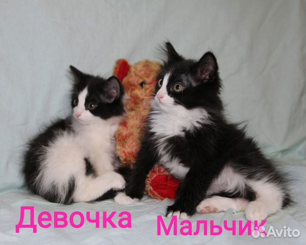 Черно-белые котята Ёся (м) и Фрося в добрые руки