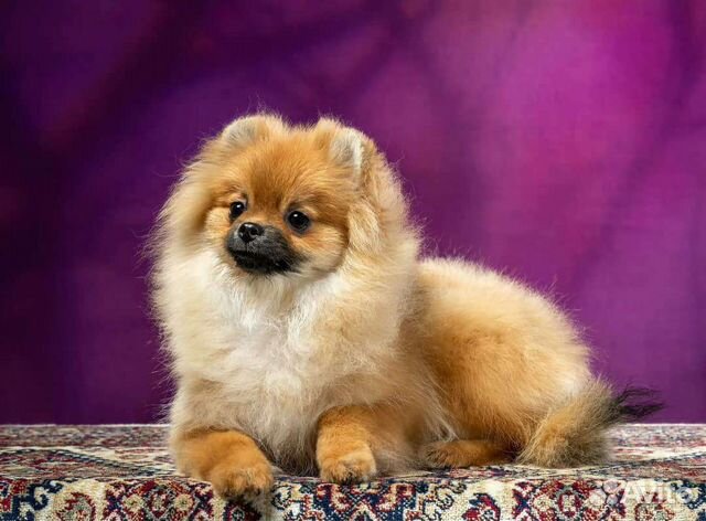 Померанский шпиц