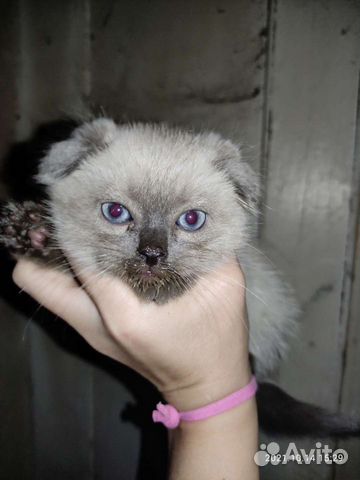 Шотландские вислоухие котята