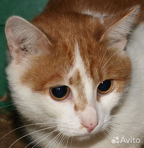 Рыжий котенок Нестор, 8 месяцев, кастрат