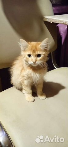 Полубританец