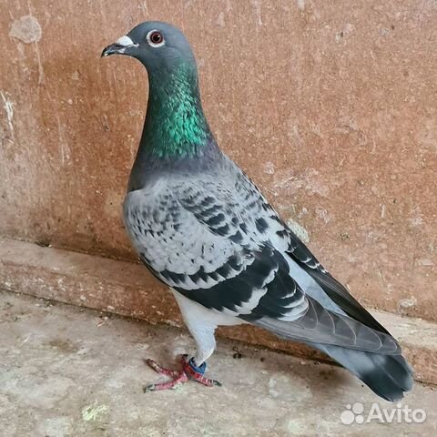 Продажа голубей
