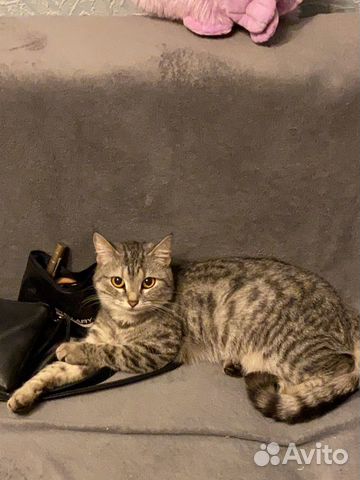 Кошка в дар