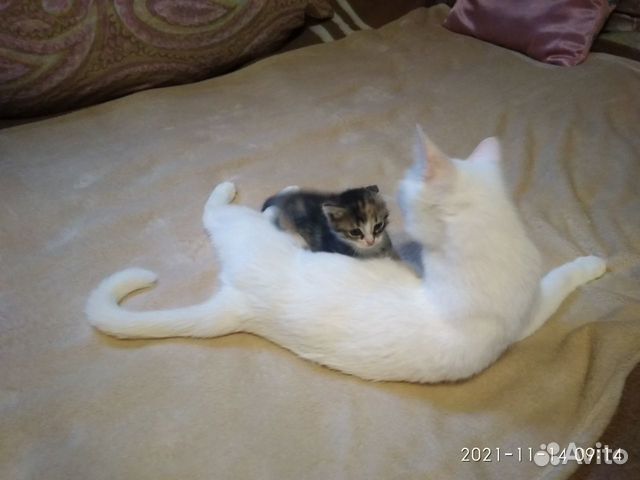 Отдам котенка девочка трёхцветная 1 месяц