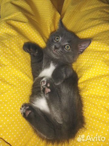 Котёнок, мальчик