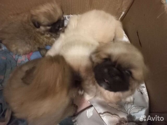 Щенки пекинеса