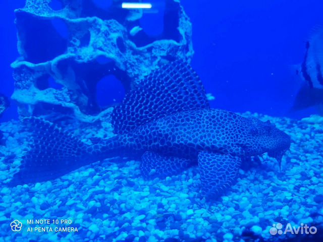 Сом для аквариума