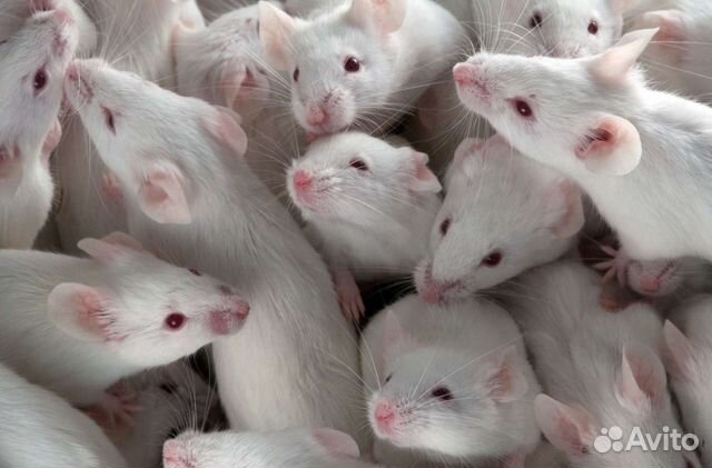 Кормовые мыши