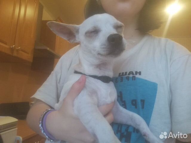 Собака в добрые руки