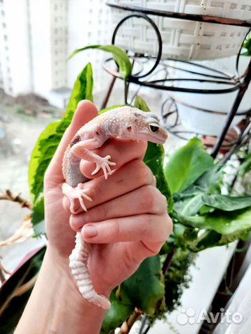 Эублефар в дар