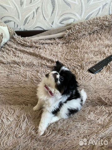 Японский хин