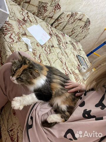 Сибирская кошка оддам в хорошие руки
