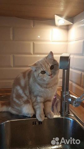 Кот на вязку британец