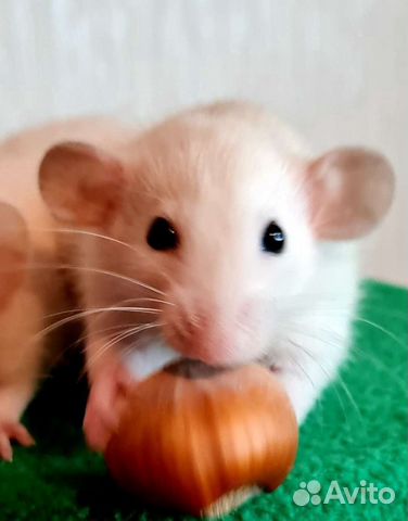 Ушастые крысята