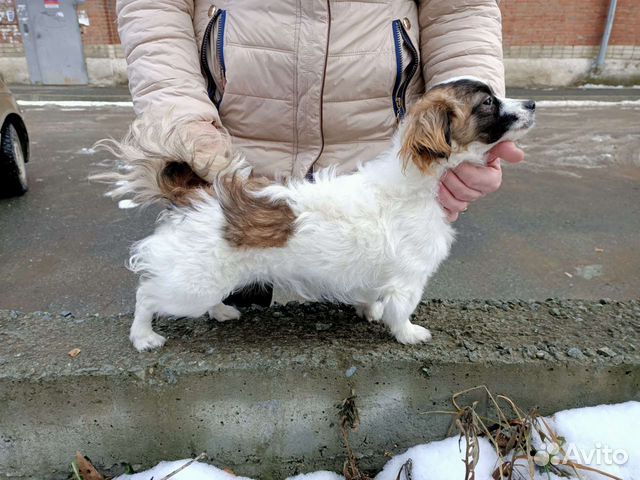 Собака