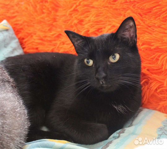 Молодая кошечка в добрые руки