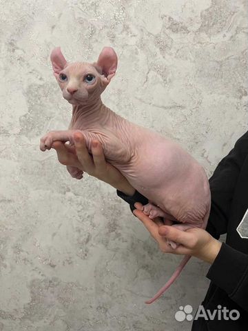 Канадский сфинкс эльф котенок