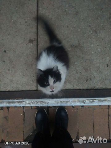 В добрые руки